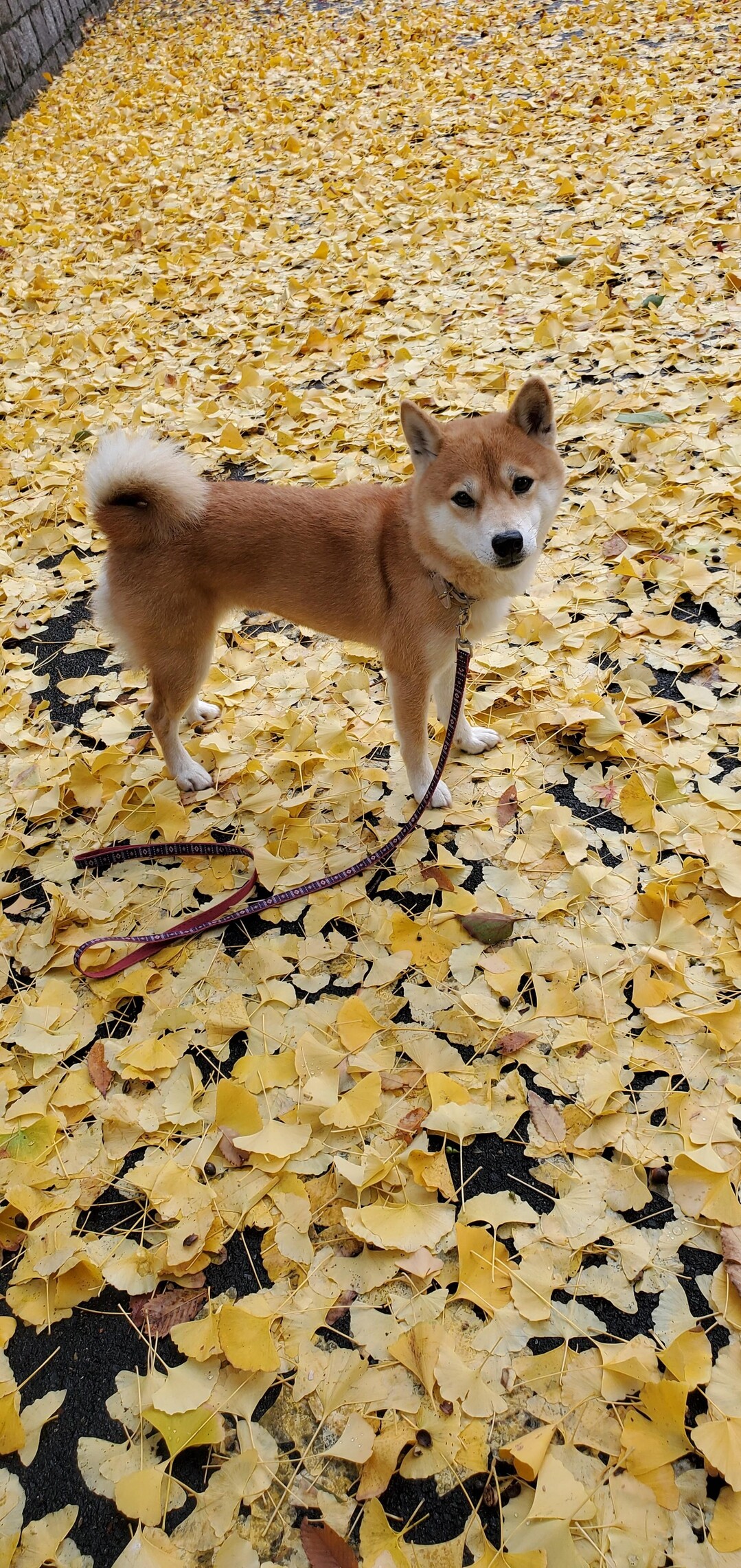 鈴鹿は冠雪どうだろう? / damens さんの大文字山・如意ヶ嶽・稲荷山の活動日記 | YAMAP / ヤマップ