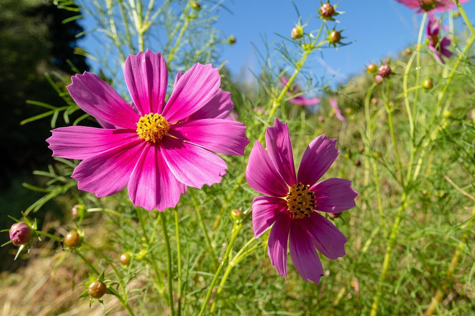 しかし、まだ暑い。 / Windyさんのモーメント | YAMAP / ヤマップ