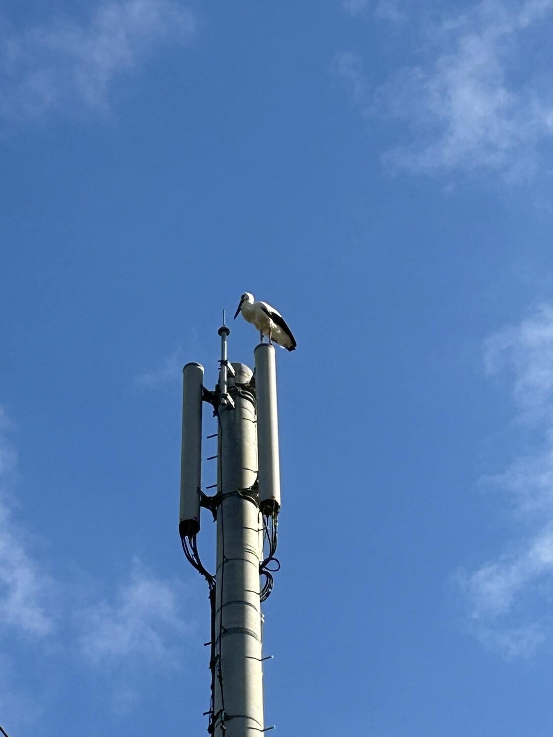 青い空とコウノトリ 羽を広げてくれないと... / umi chanさんのモーメント | YAMAP / ヤマップ