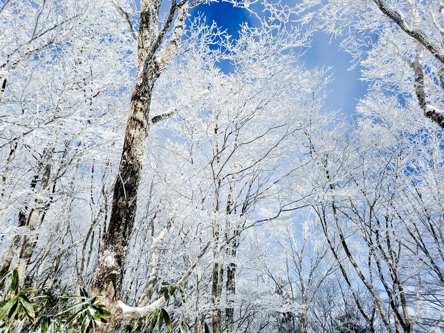 南沢山 / taku.tacoさんの恵那山・大判山・神坂山の活動データ | YAMAP / ヤマップ