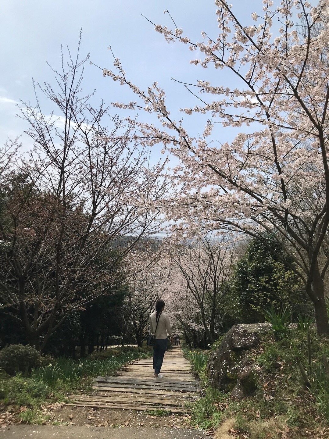 琴平岳 999段の階段！ / shihoさんの多良岳・経ヶ岳・五家原岳の活動データ | YAMAP / ヤマップ