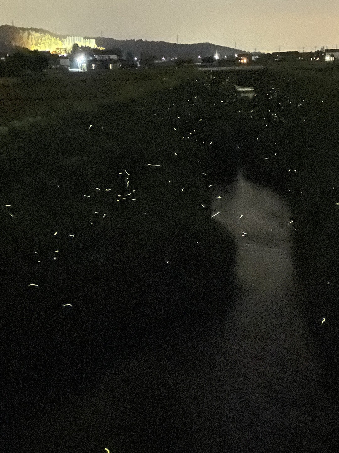 噂のホタルを見に行ってきた 川の中、一面... / TACK🥷さんのモーメント | YAMAP / ヤマップ