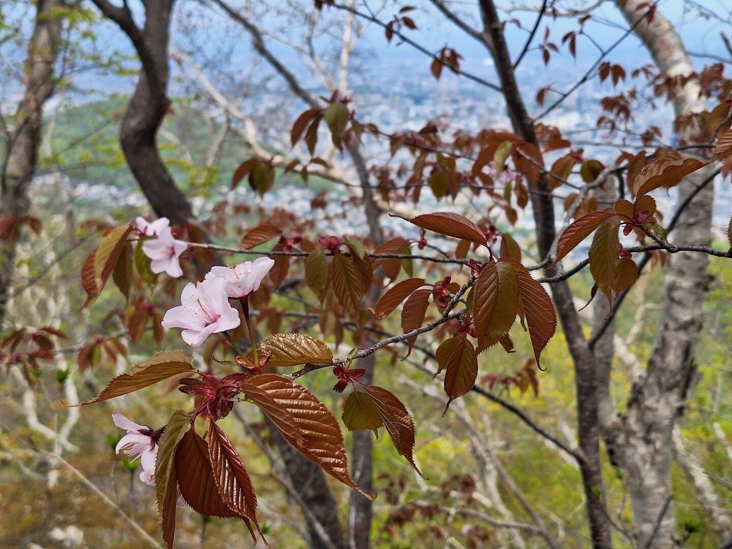 藻岩山～春の彩り楽しんで / いのwayさんの藻岩山の活動データ | YAMAP / ヤマップ