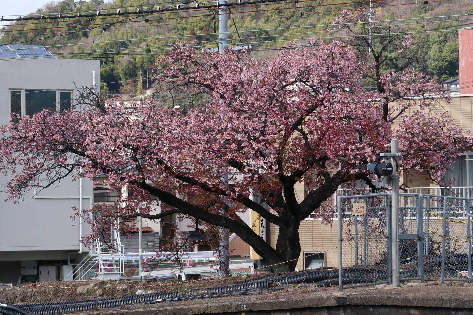 グリーンピアせとうち敷地内にある未踏の金... / Hzさんのモーメント | YAMAP / ヤマップ