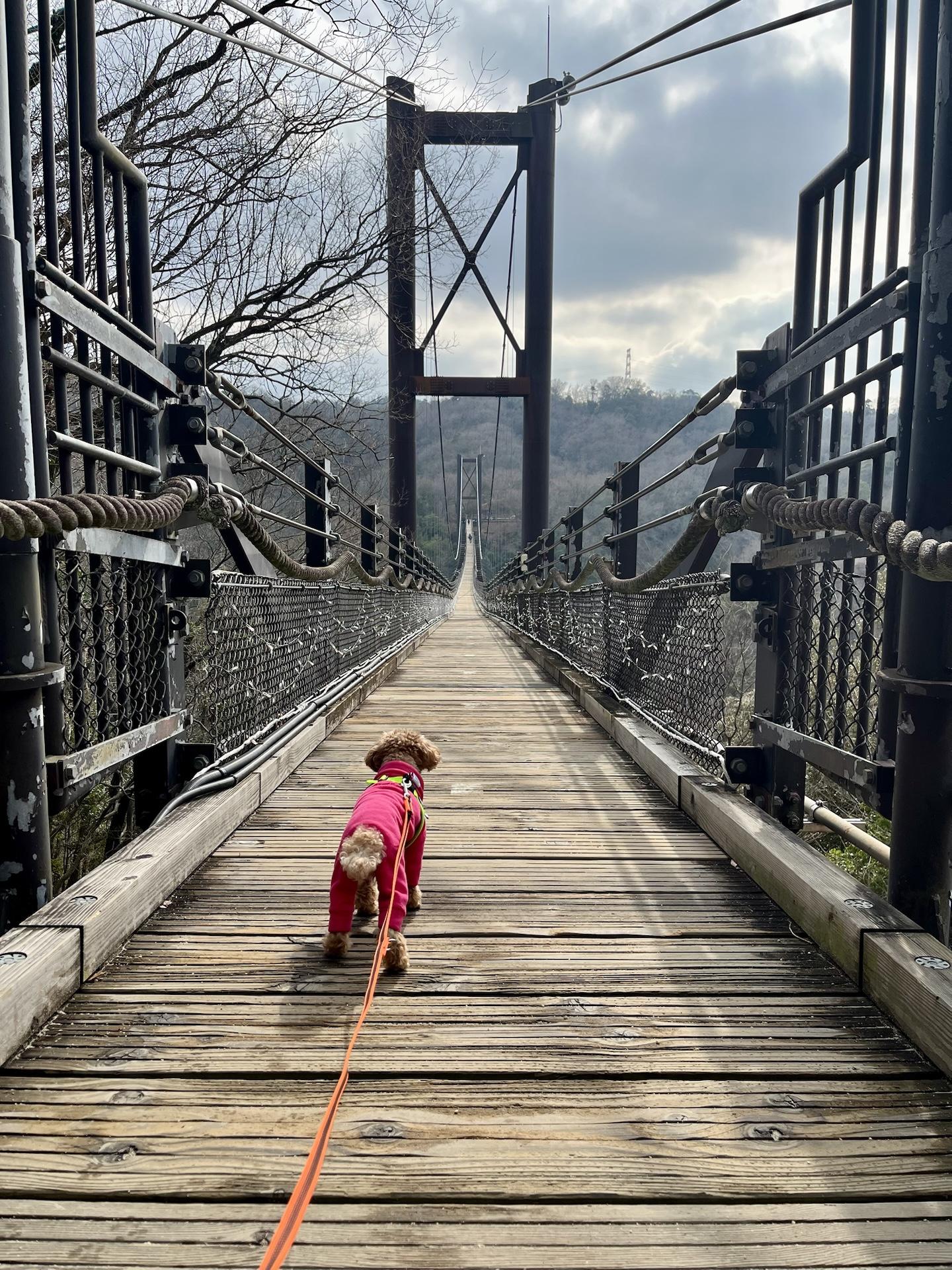 星田連山 28座🐶with my dog / Jo999さんの交野山・国見山の活動データ | YAMAP / ヤマップ