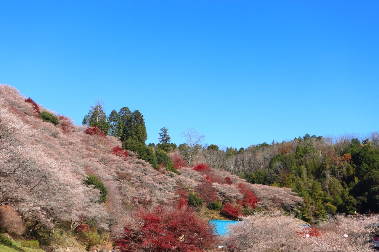 川見四季桜🌸行ってきました。 素晴らし... / emi~*♡さんのモーメント | YAMAP / ヤマップ