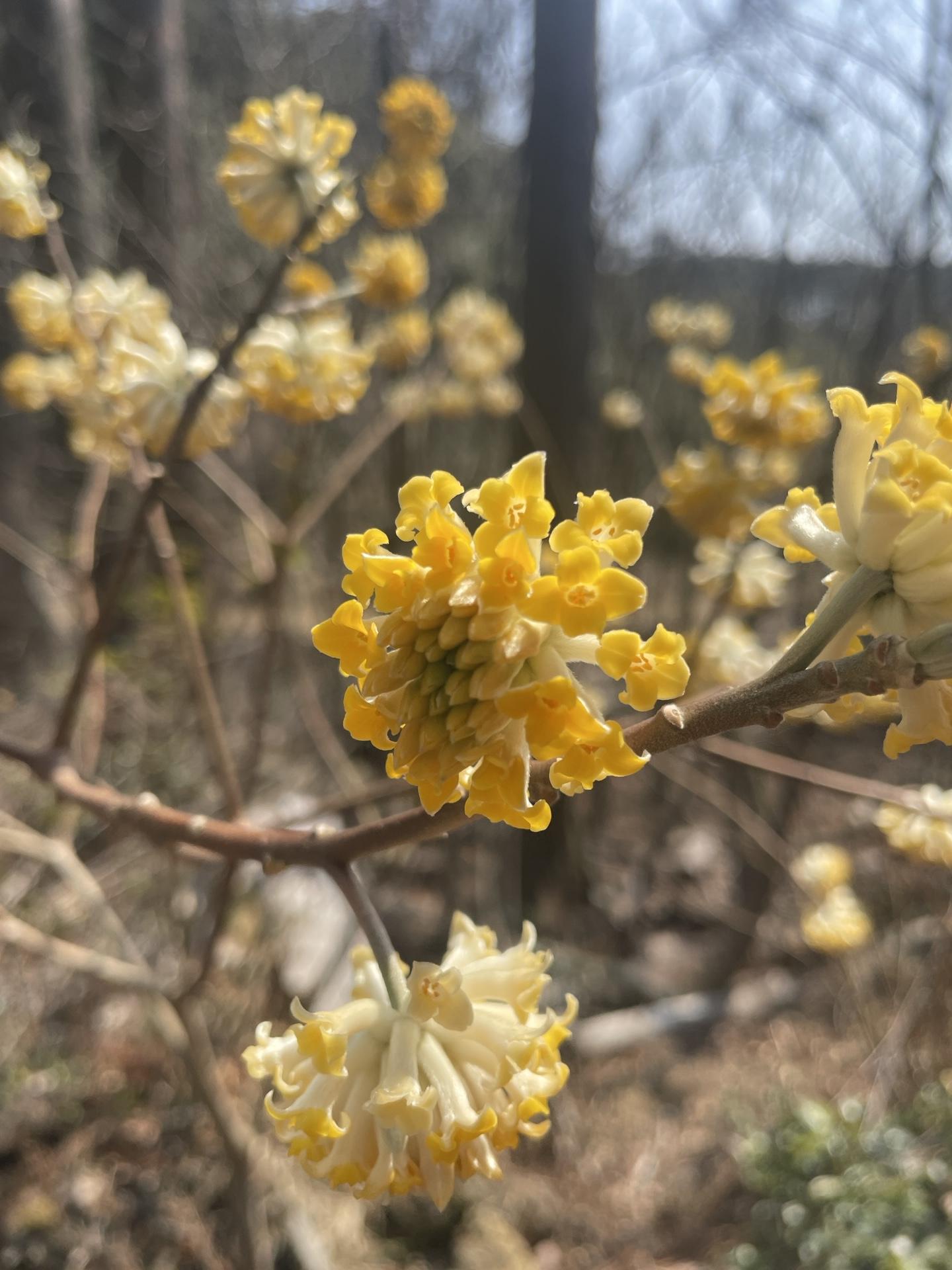 天王山 / yukaさんのポンポン山・釈迦岳・小塩山・若山の活動データ | YAMAP / ヤマップ