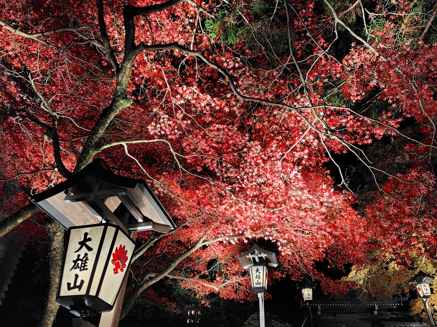 大雄山最乗寺 大紅葉ライトアップ一周9.3km 1443回目の道了尊参拝 / maki816さんの矢倉岳の活動データ | YAMAP / ヤマップ