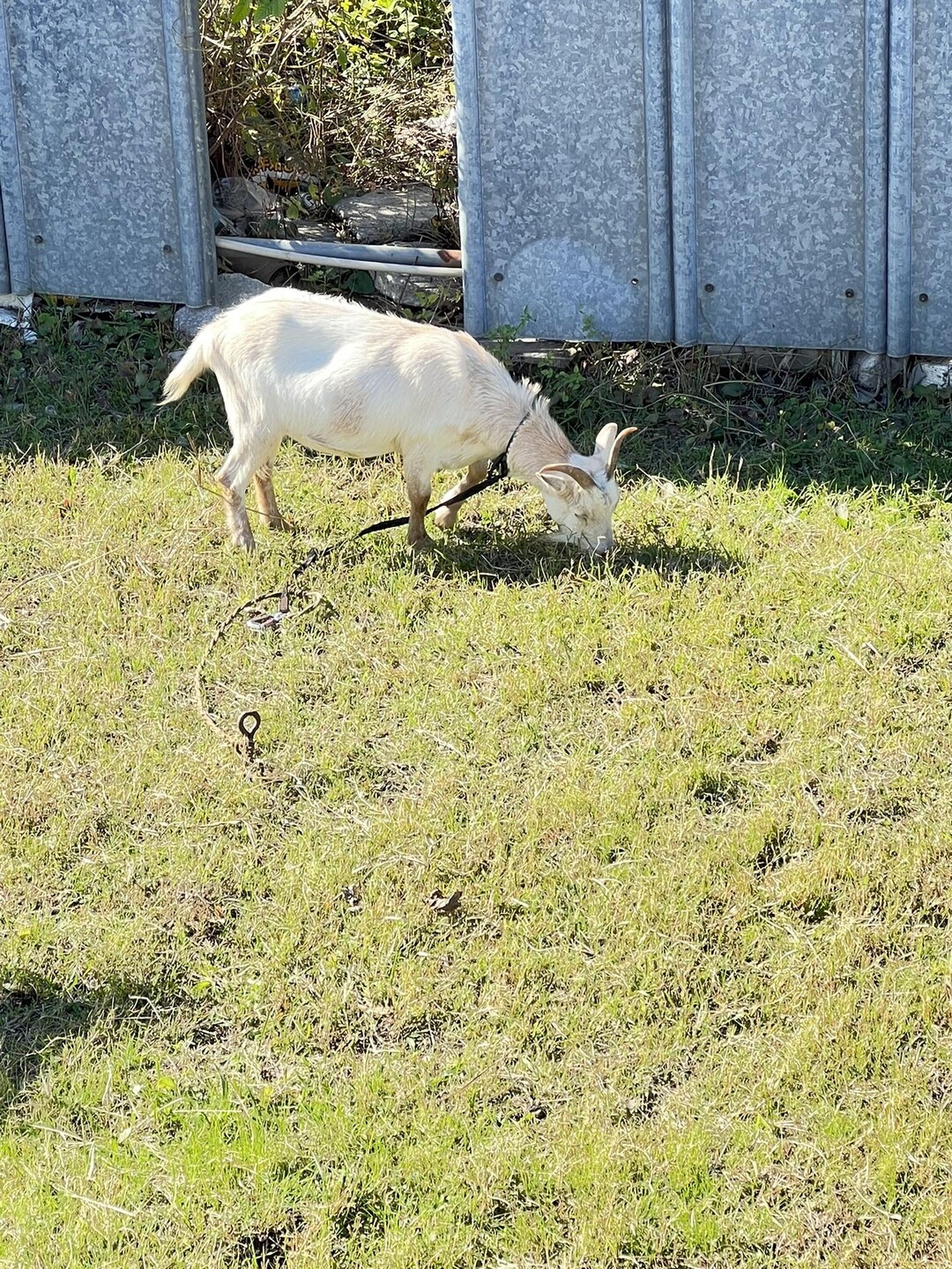 ウォーキング-2023-11-18 / medamonさんのウォーキングの活動データ | YAMAP / ヤマップ