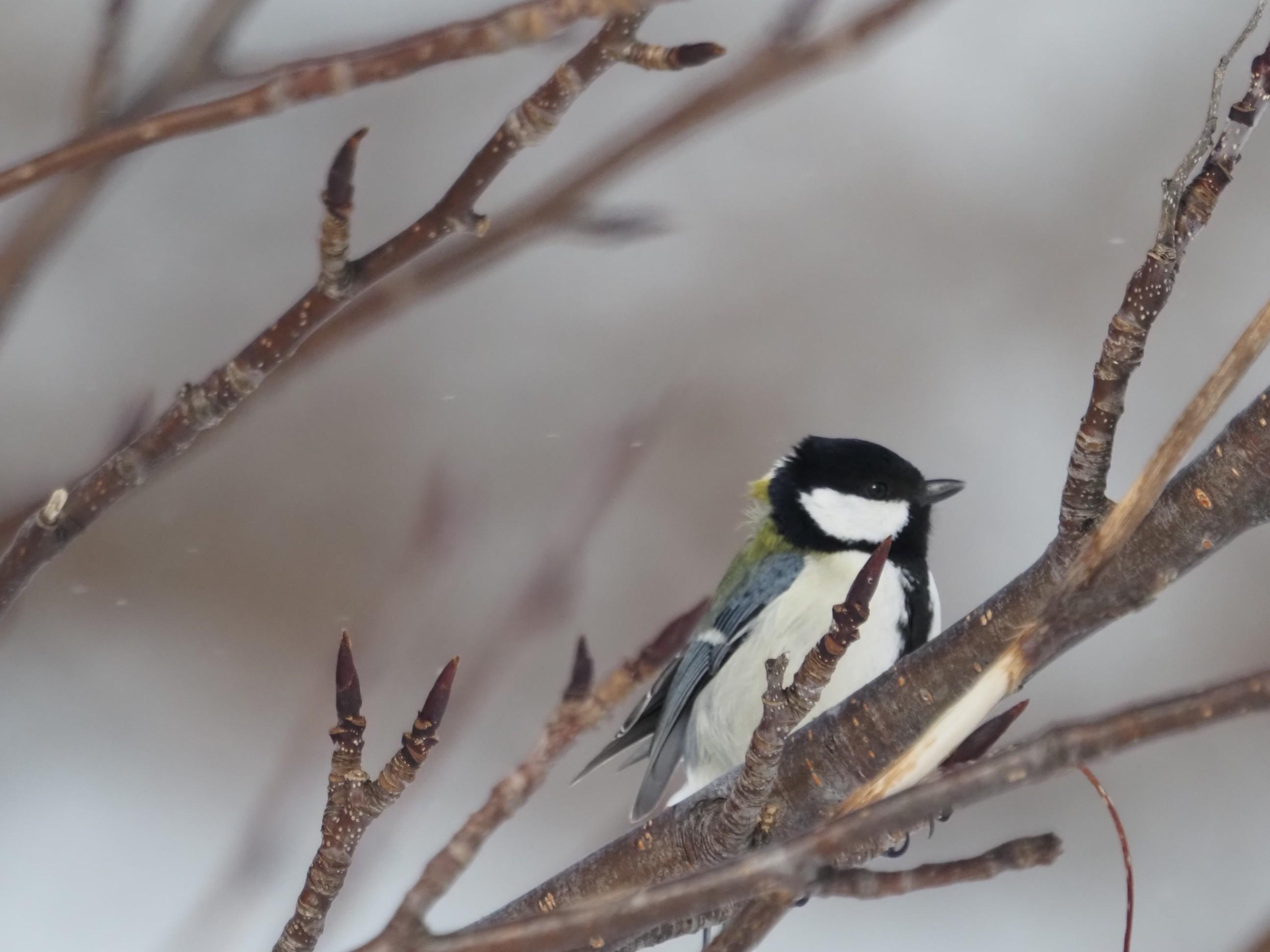 少しずつ春が近づいてきた塩谷丸山 / satoomoさんの塩谷丸山・於古発山の活動データ | YAMAP / ヤマップ