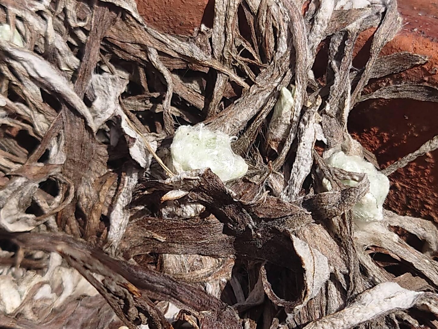 薄雪草（エーデルワイス）の鉢を見たら芽が... / Syoさんのモーメント | YAMAP / ヤマップ