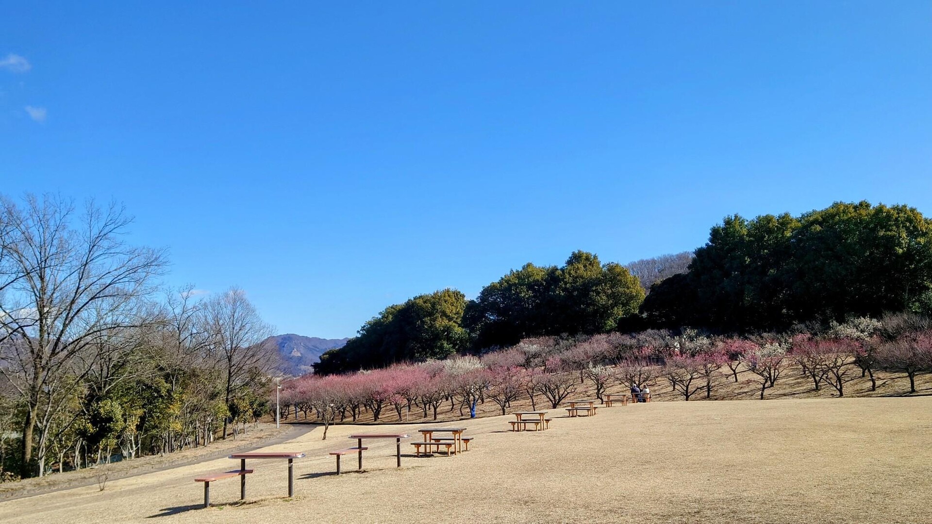 桐生市南公園-2024-02-11 / G-DRAGONさんの登山の活動データ | YAMAP / ヤマップ