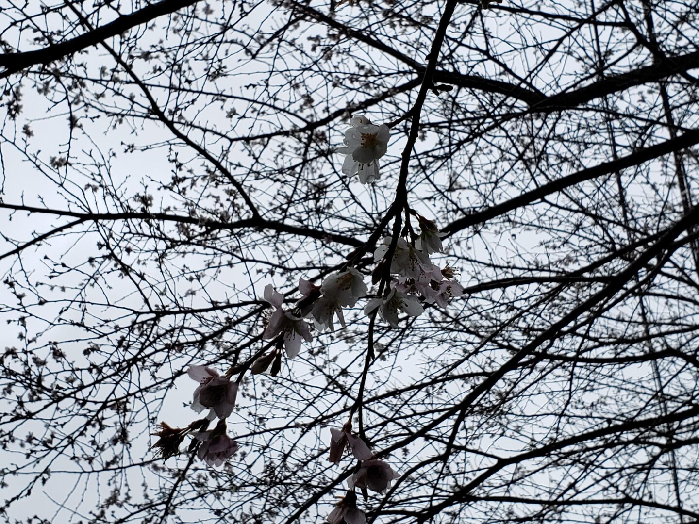 多分これは桜🌸狂い咲きの桜🌸 暖かい... / Kichyさんのモーメント | YAMAP / ヤマップ