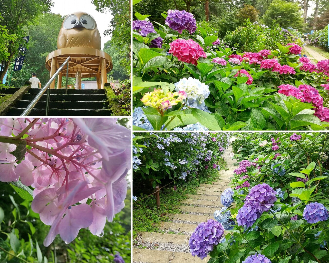 紫陽花の鷲子山⛰️🦉 / 🙆しほっぷ🎶シロップ🐝さんのウォーキングの活動データ | YAMAP / ヤマップ