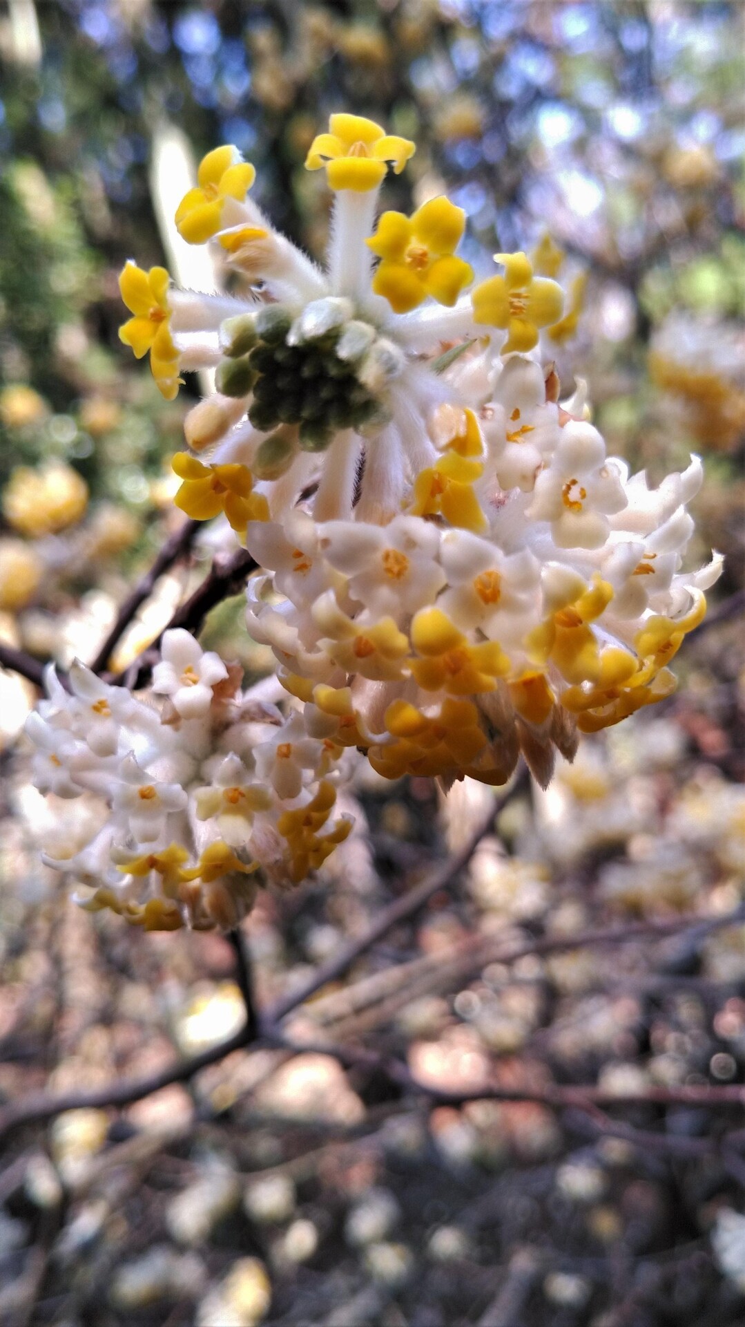 ミツマタ桃源郷-2023-03-19 / Ichi-genさんの大山の活動データ | YAMAP / ヤマップ