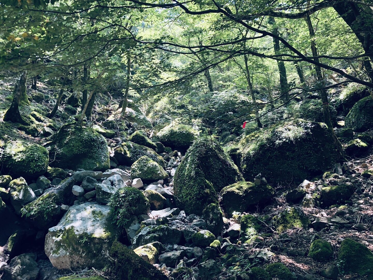 黒岳・越前岳・呼子岳 / SS Mt.さんの愛鷹山・大岳・黒岳の活動データ | YAMAP / ヤマップ