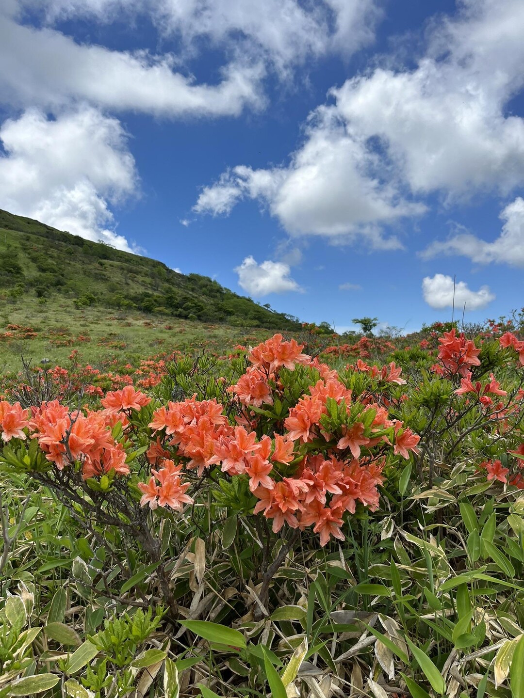 霧ヶ峰（車山）・蝶々深山 / fumiさんの霧ヶ峰・車山・大笹峰の活動データ | YAMAP / ヤマップ