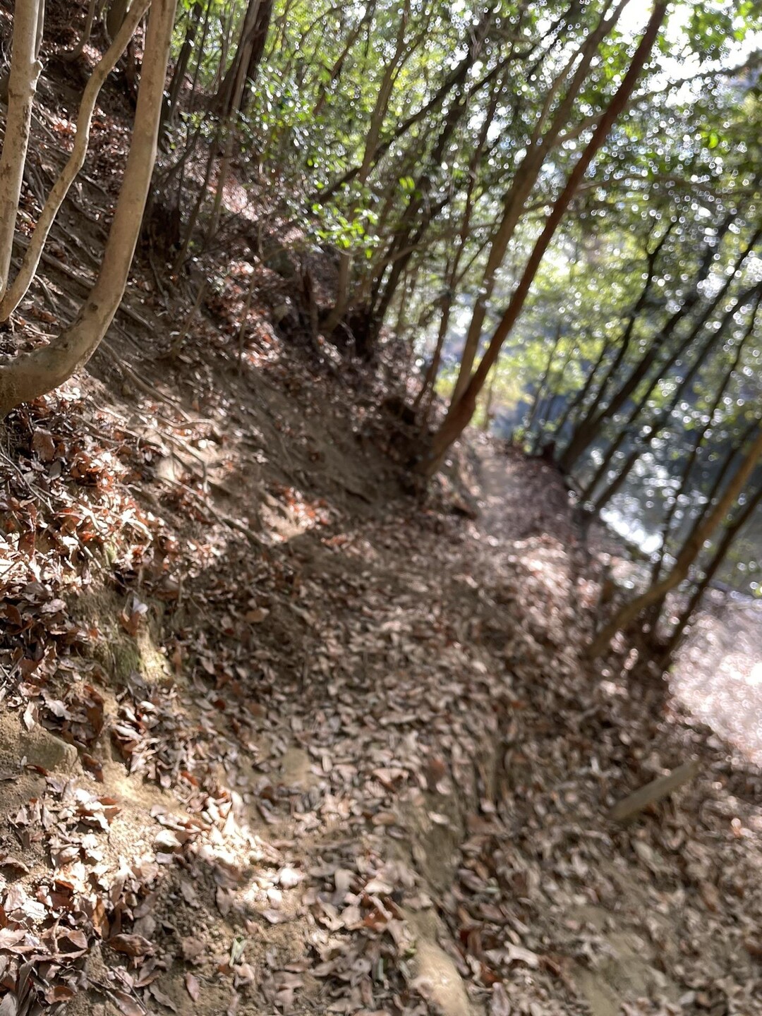 chitoさんの投稿したフィールドメモ | YAMAP / ヤマップ