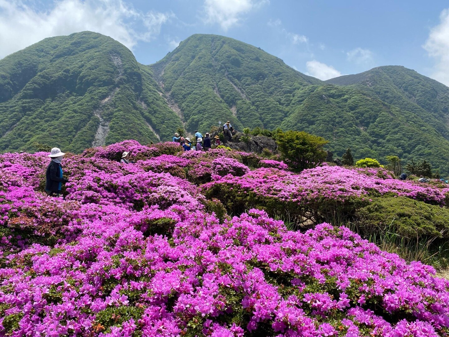 ピンクの頂上🌸指山 / rebiさんの九重山（久住山）・大船山・星生山の活動データ | YAMAP / ヤマップ