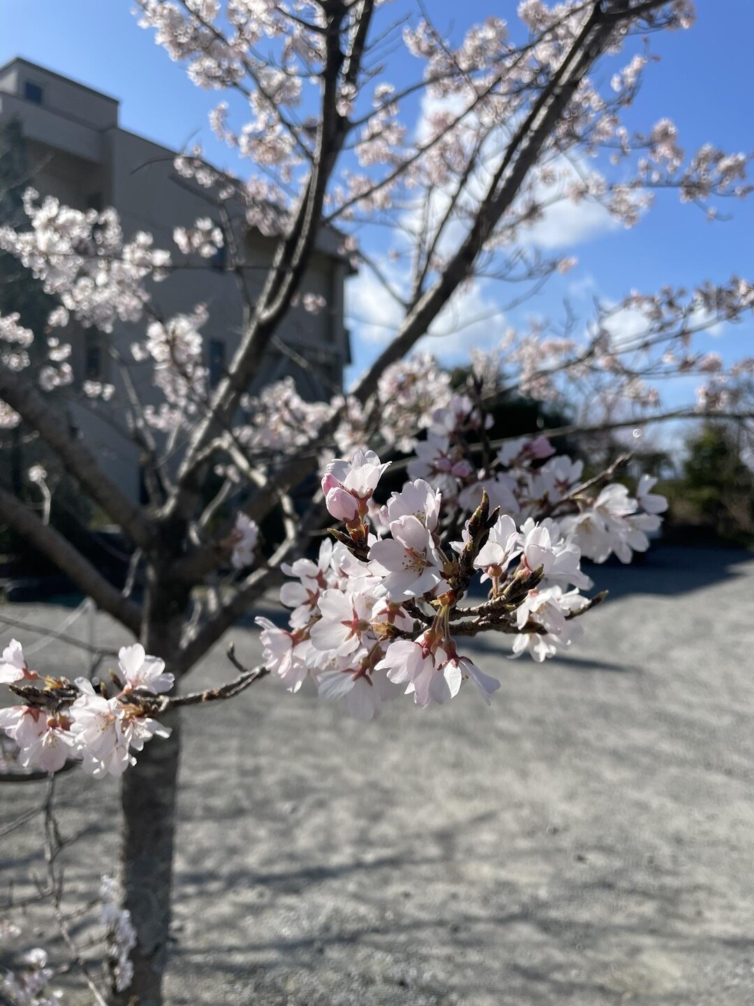 金華山 百曲がり→七曲がり / ATSUSHI HIGUCHIさんの金華山・洞山・舟伏山の活動データ | YAMAP / ヤマップ