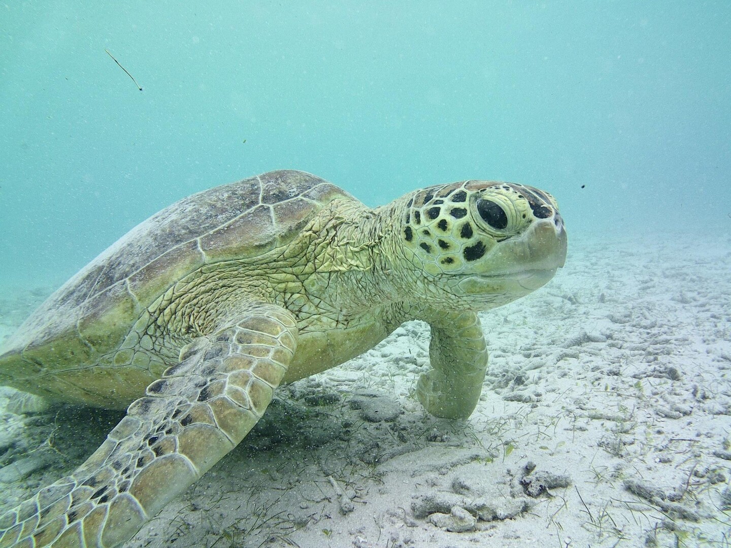 ピークがないので海抜-10m活動 / Nikoさんのランニングの活動データ | YAMAP / ヤマップ