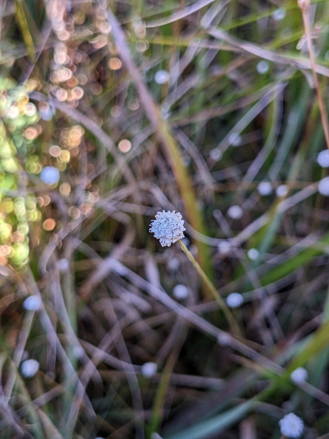 馬の背山・月山・八百山・屏風山・北屏風山 / yukakoさんの屏風山の活動データ | YAMAP / ヤマップ