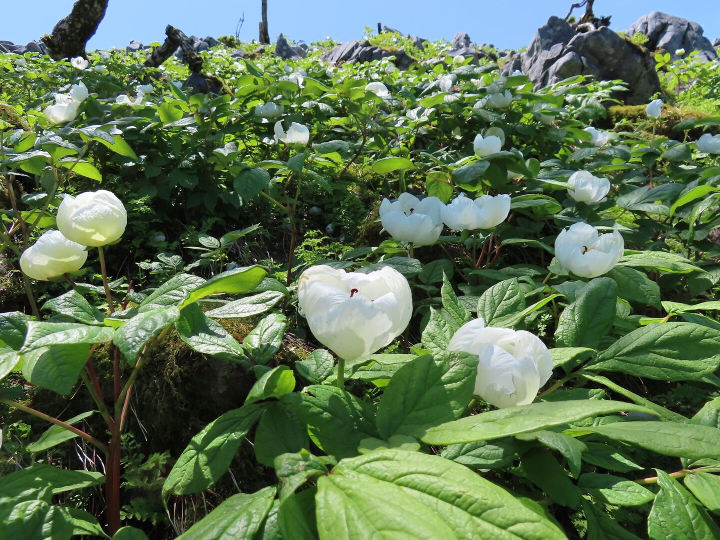 霊仙山 / ibizouさんの霊仙山の活動データ | YAMAP / ヤマップ