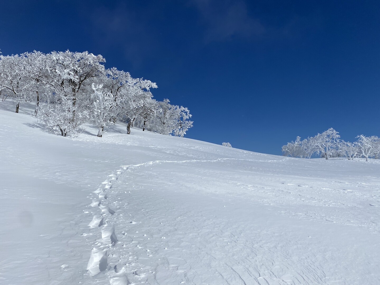 御池ブルーとテーブルランド樹氷祭り ️ / mikiさんの藤原岳・御池岳の活動日記 | YAMAP / ヤマップ