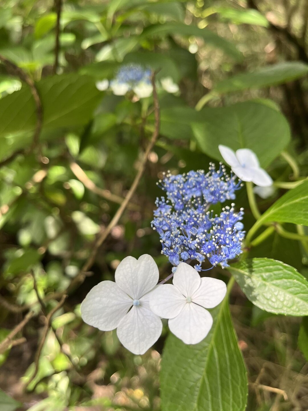 蔵王山 / 47craftさんの蔵王山の活動データ | YAMAP / ヤマップ