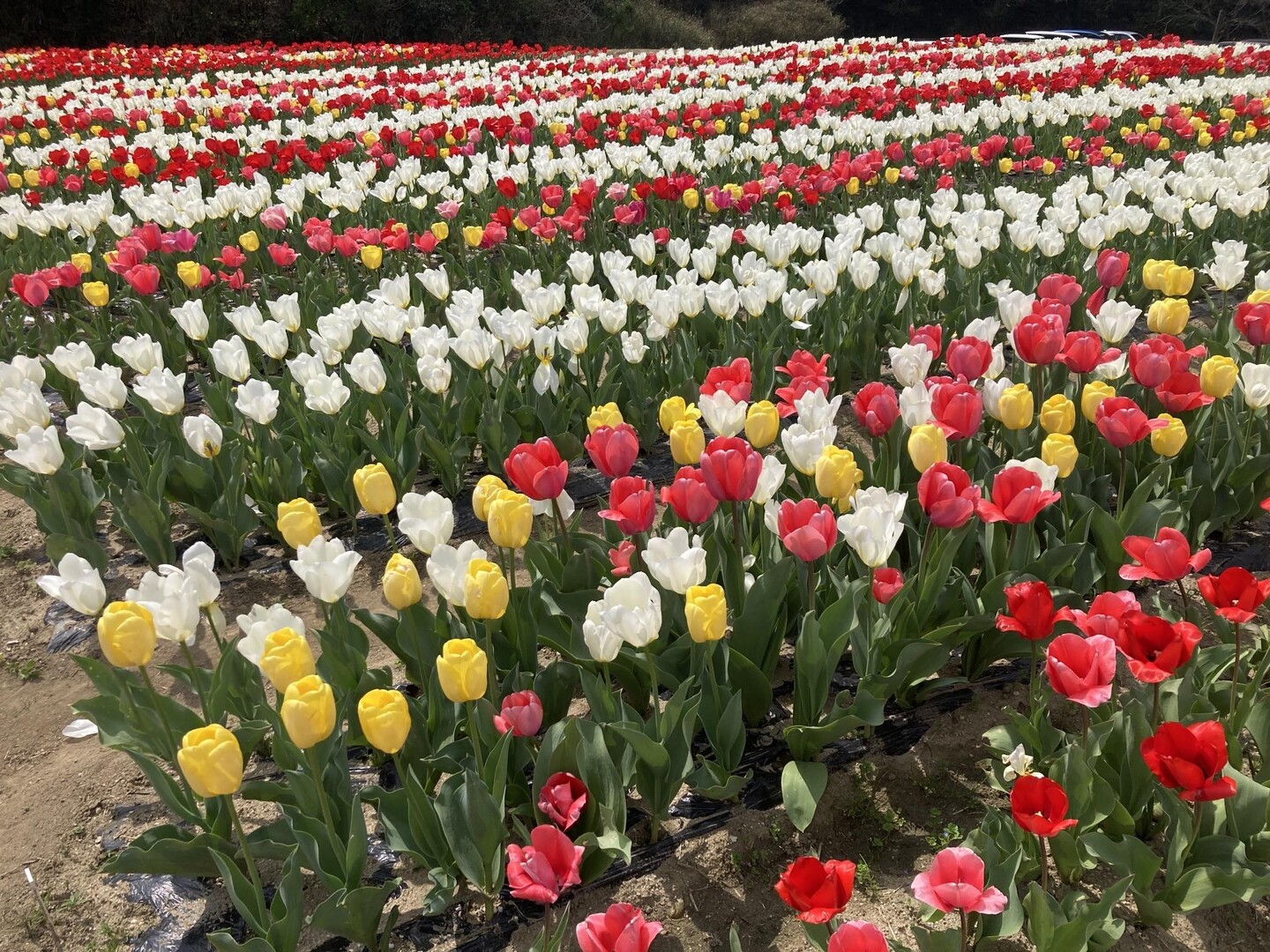 村積山 / akkoさんの村積山の活動データ | YAMAP / ヤマップ