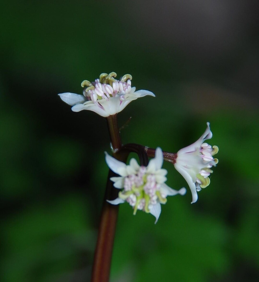 久しぶりにカメラ📷持参で… / neyさんの四王寺山・大城山・大原山の活動データ | YAMAP / ヤマップ