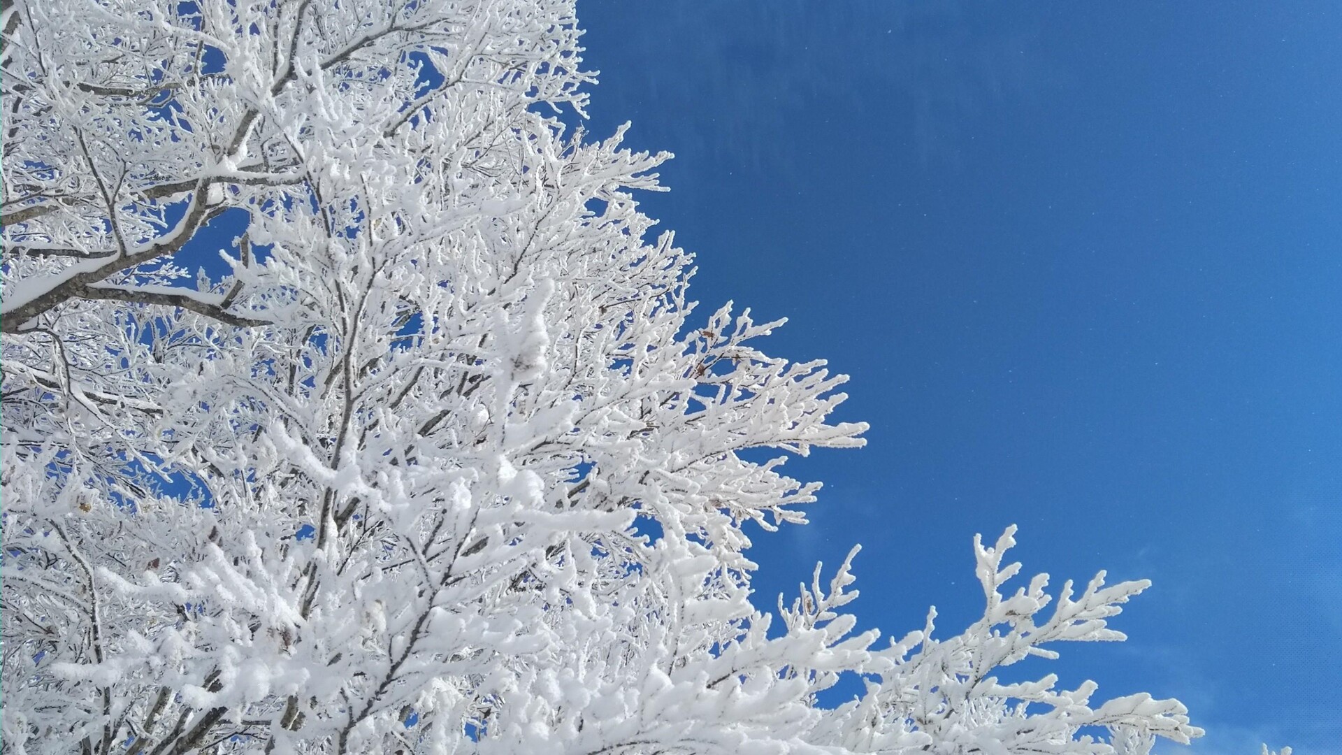 山形蔵王スキー場 プレオープン🎵 朝イ... / yuさんのモーメント | YAMAP / ヤマップ