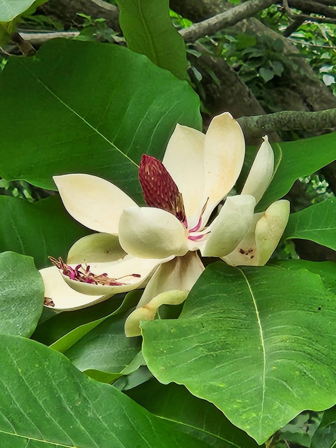 今日も花活( ˶ˊᵕˋ)੭ꕤ 二上山・城山 / chieさんの二上山・大師ヶ岳・摩頂山の活動データ | YAMAP / ヤマップ