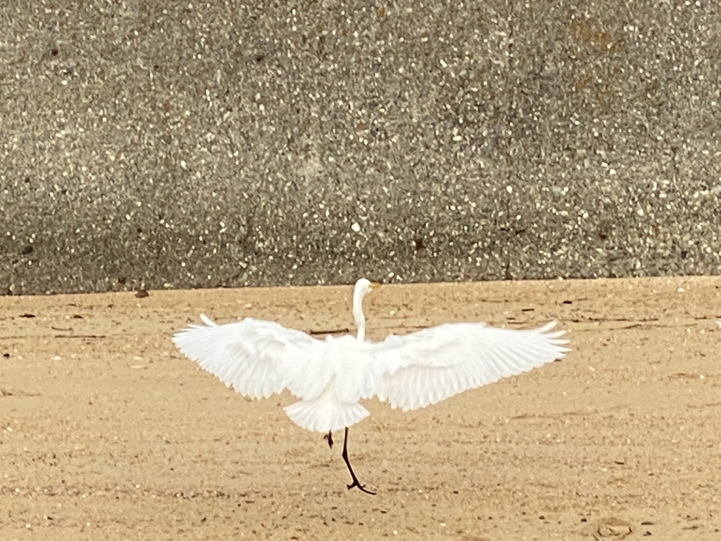 芦屋浜、西宮浜にコサギは沢山いる。看板を... / Abu Tsubasaさんのモーメント | YAMAP / ヤマップ
