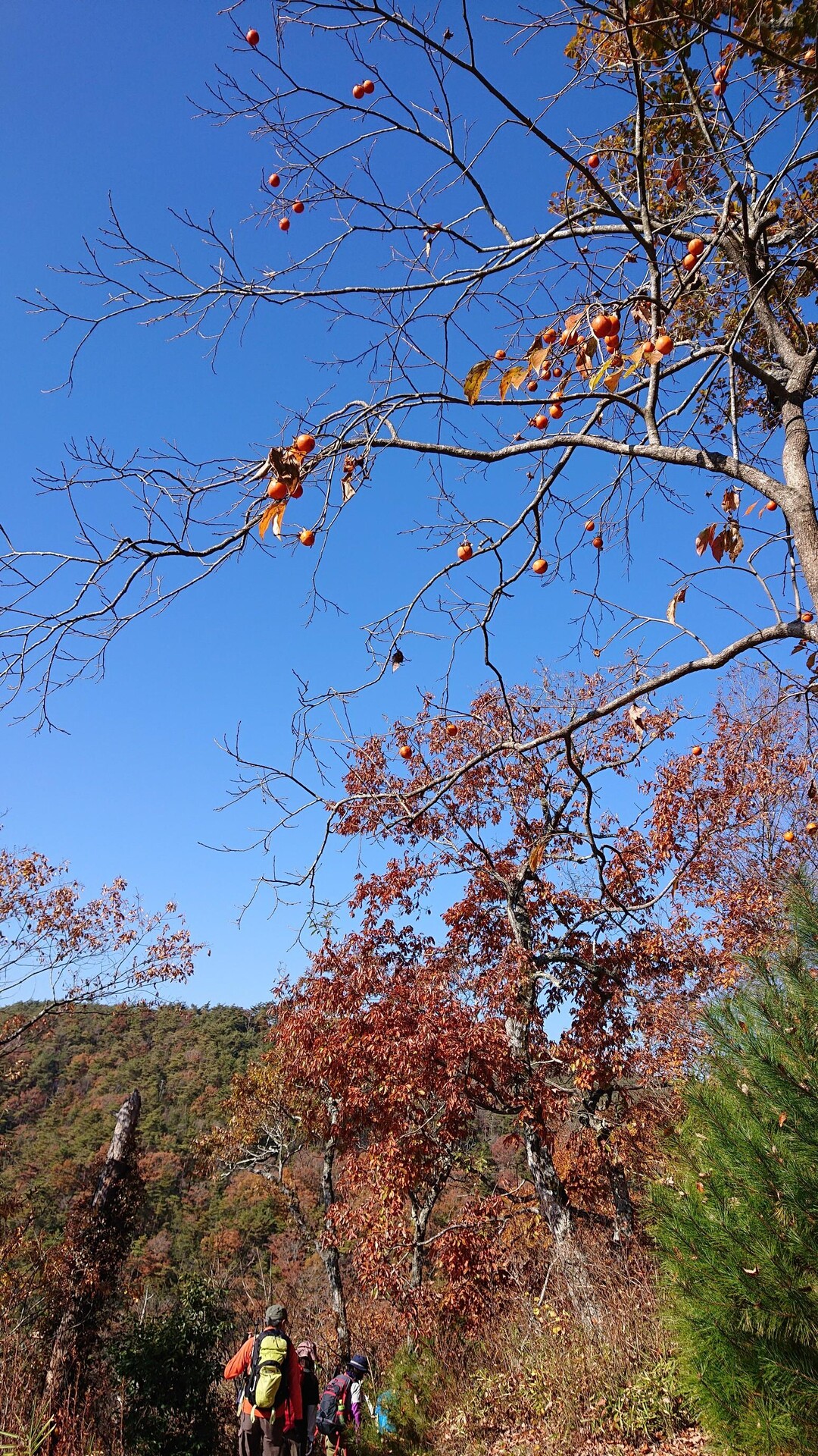 高梁自然公園-2022-11-20 / flyさんの備中松山城の活動データ | YAMAP / ヤマップ