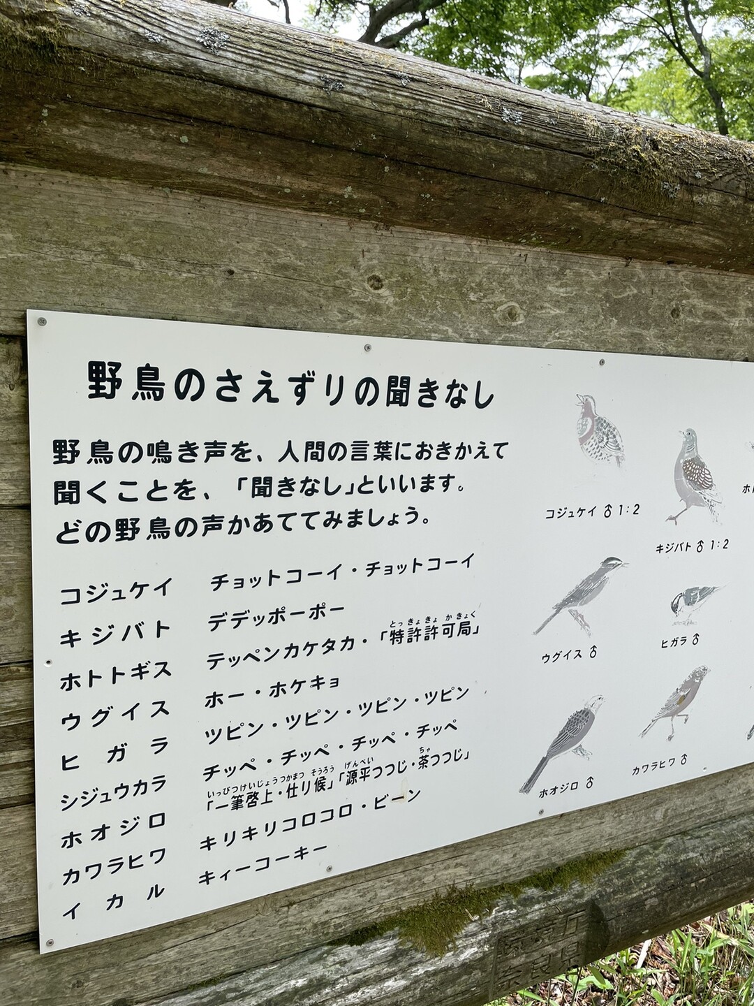 ツツジを見に葛城山へ / 9niさんの金剛山・二上山・大和葛城山の活動データ | YAMAP / ヤマップ