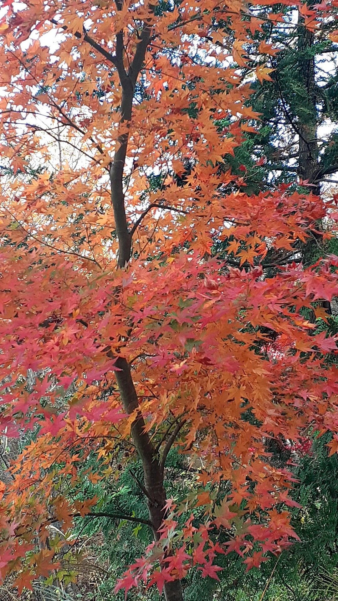 晩秋の紅葉散策に🍂🍂 今年も山歩は終... / rinさんのモーメント | YAMAP / ヤマップ