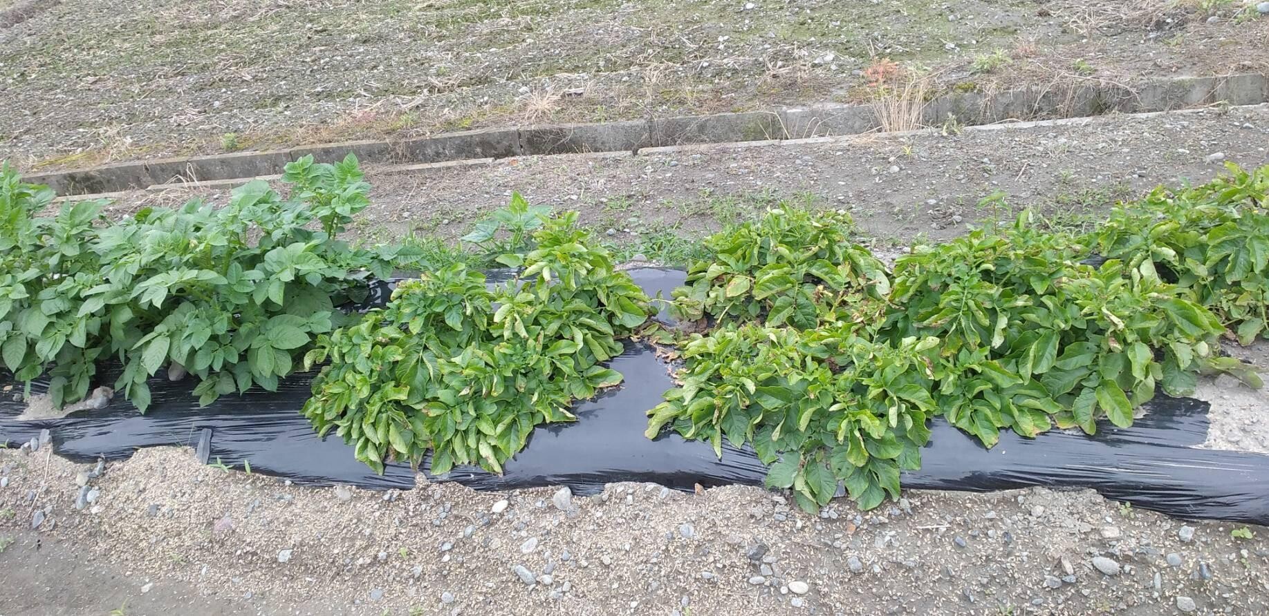 今日はいも掘り🥔＆玉ねぎ収穫！ ハート... / りーちゃんさんのモーメント | YAMAP / ヤマップ