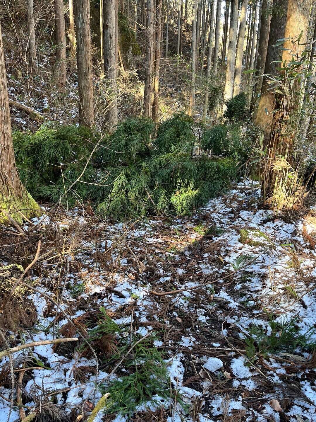 takehiko.Kさんの投稿したフィールドメモ | YAMAP / ヤマップ