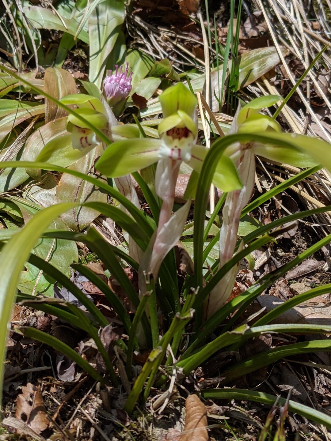 3月下旬 関山(福島) シュンラン アゲ... / YOLOさんのモーメント | YAMAP / ヤマップ