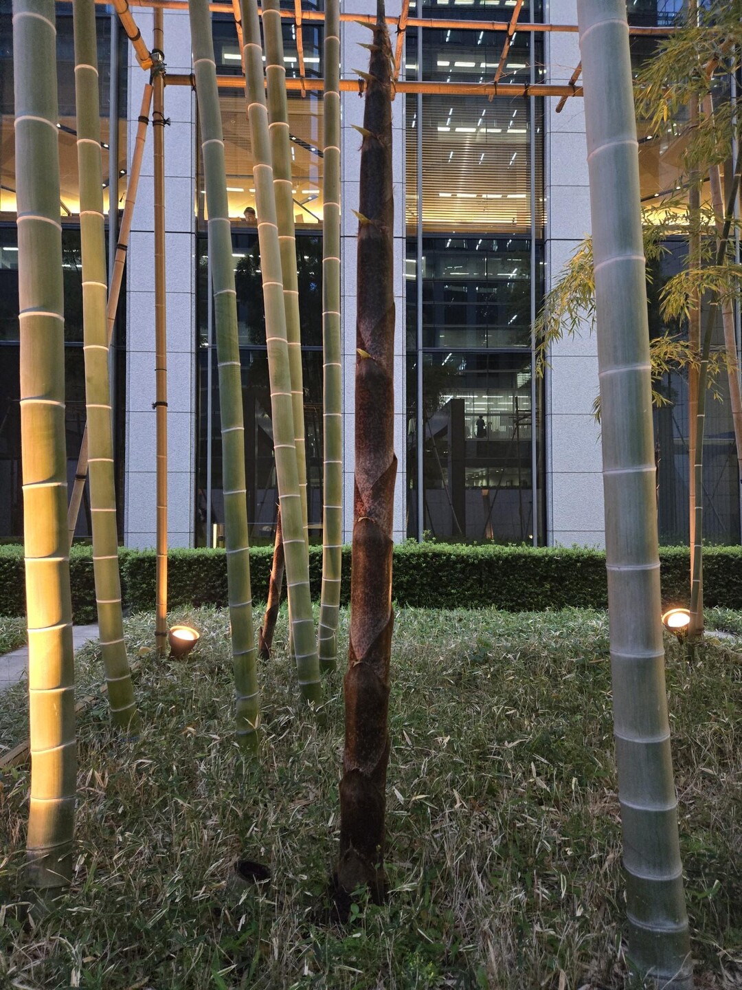 会社の前にこんな大きな竹の子が生えてまし... / akky.mさんのモーメント | YAMAP / ヤマップ