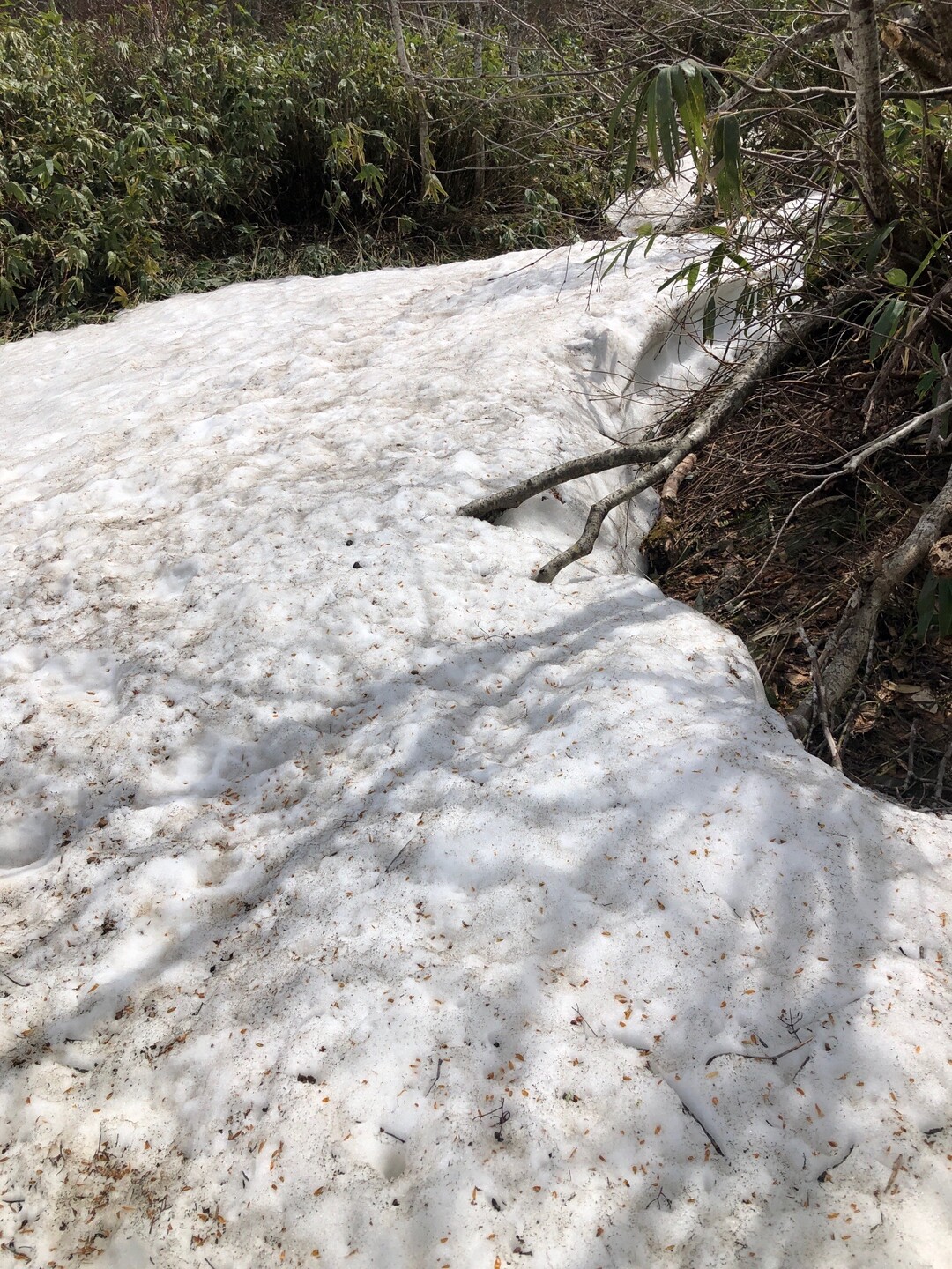 MOMOさんの投稿したフィールドメモ | YAMAP / ヤマップ