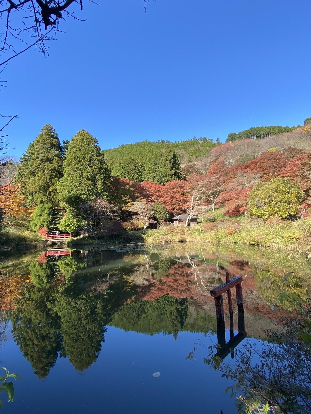 紅葉の鳥見山ピクニック / TKOさんの額井岳の活動データ | YAMAP / ヤマップ