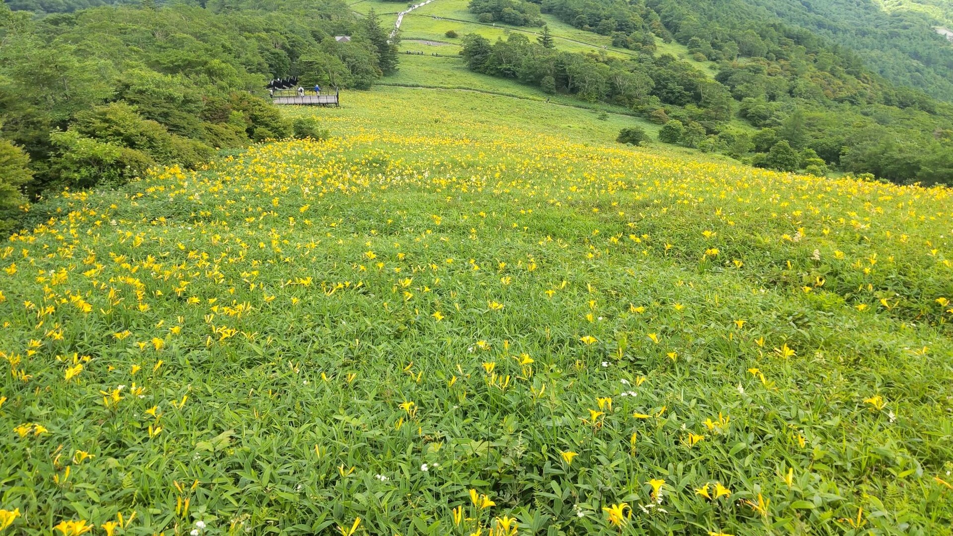 小丸山🍀と霧降高原のニッコウキスゲ💛 / 🍀makokazu🍀さんの女峰山・赤薙山・大真名子山の活動データ | YAMAP / ヤマップ