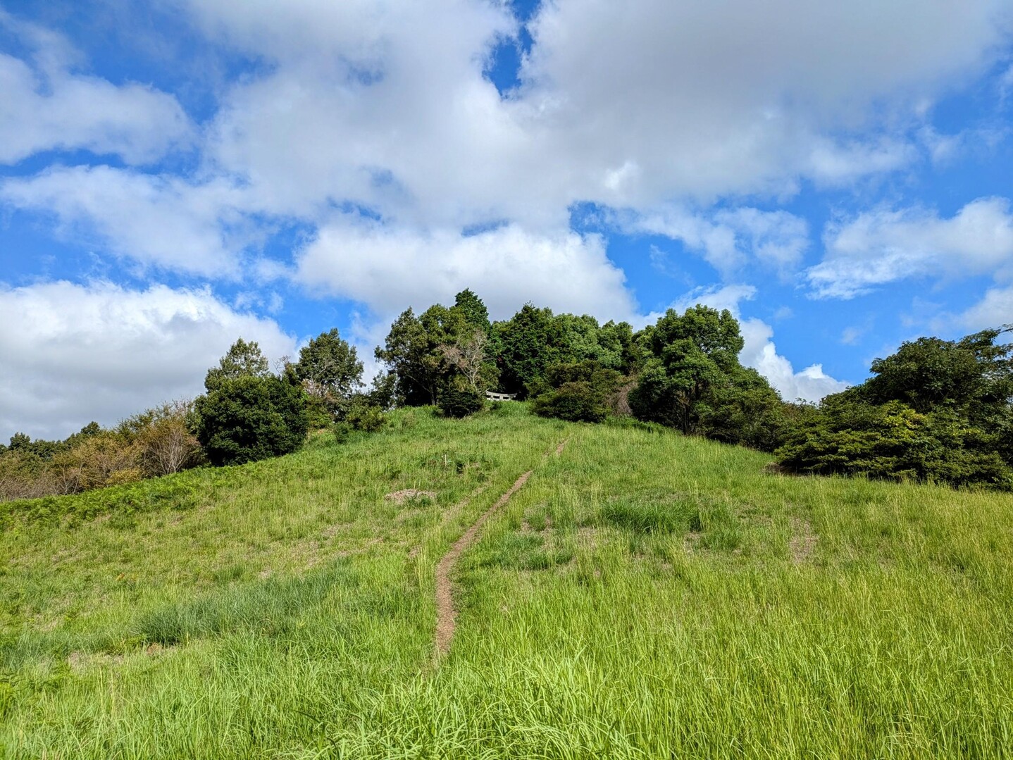 杓子ヶ峰・奥山 / 花遊便さんの九千部山・石谷山の活動データ | YAMAP / ヤマップ