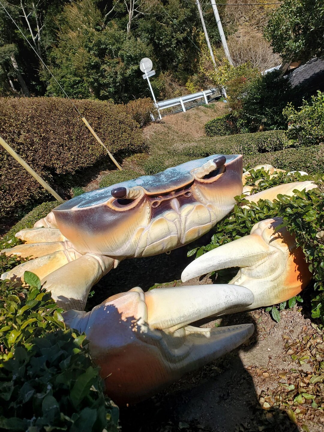 寺山（ぼいんぼいん山）憧れ〜😻 / のりぴーさんの八高山・神尾山・大尾山の活動データ | YAMAP / ヤマップ