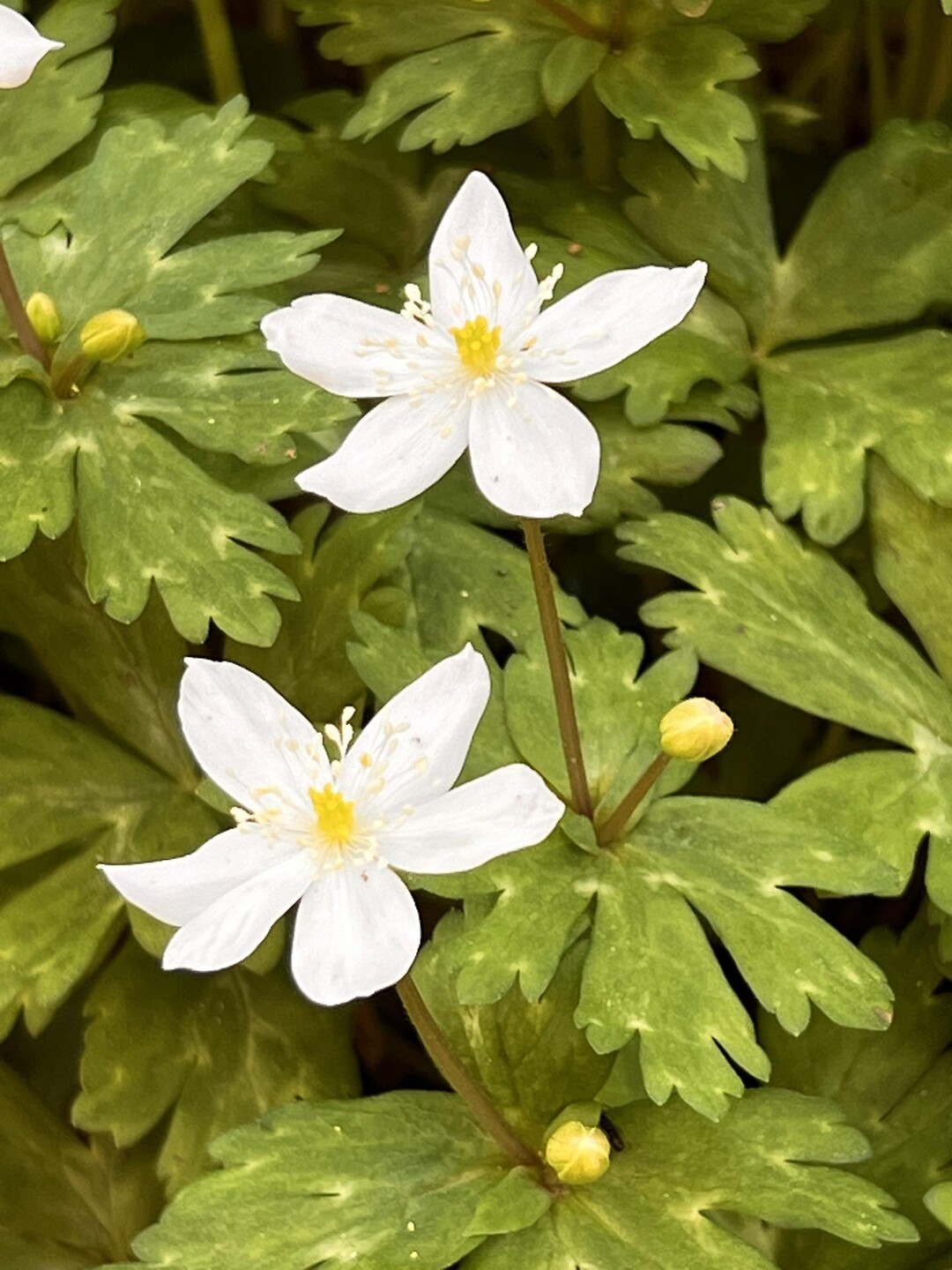 《DOMO不要です》 私のオアシスをご紹... / huiliziさんのモーメント | YAMAP / ヤマップ