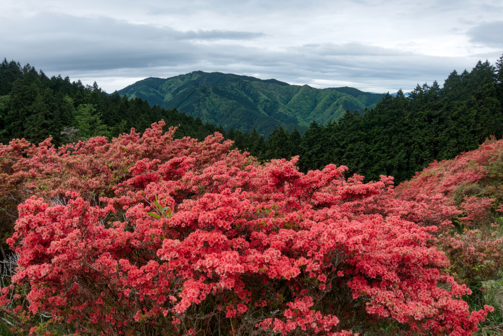 山あるある；下山の途中で晴れてくる（葛城山麓公園-葛城山） / persさんの金剛山・二上山・大和葛城山の活動データ | YAMAP / ヤマップ