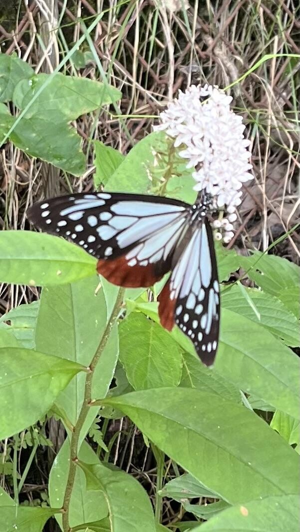 ha-8のページ | YAMAP / ヤマップ