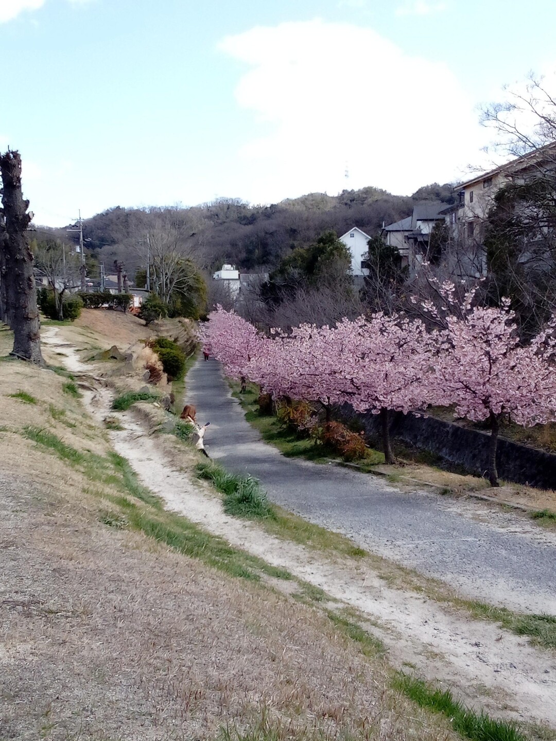 星田連山 58座 / f-muraさんの交野山・国見山の活動データ | YAMAP / ヤマップ